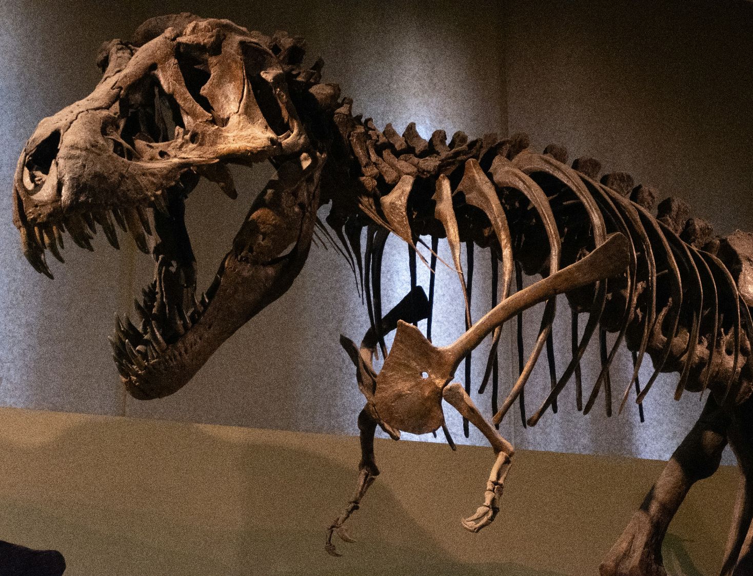 20 Areas With The Most Dinosaur Bones Worldwide - HistorySnob
