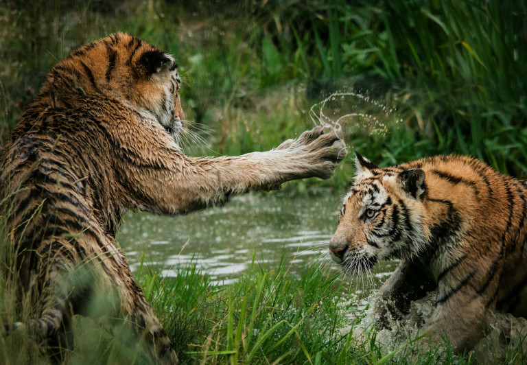 20 Rare Animals You Can Only Find in Asia - RoughMaps
