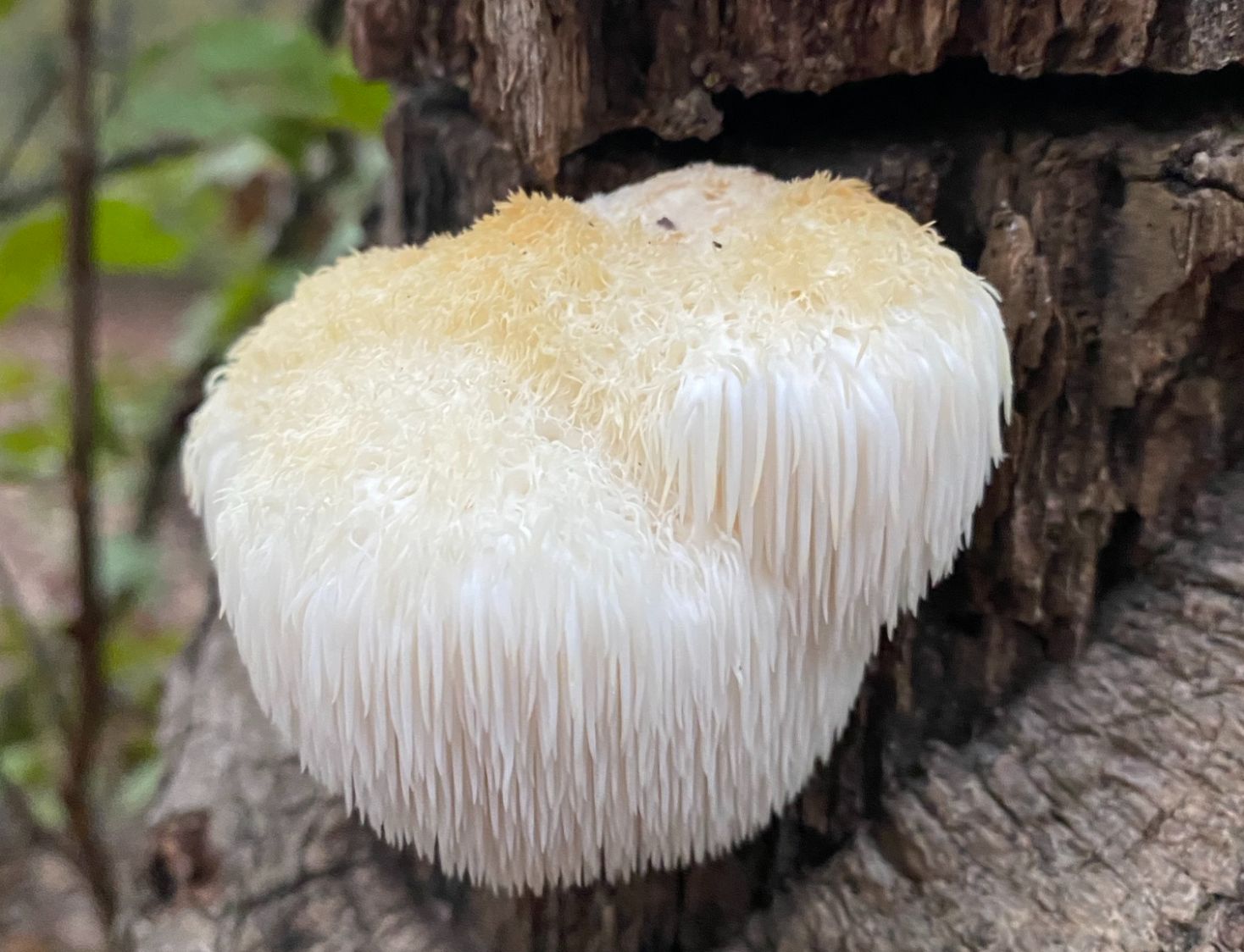 How This One Mushroom Improves Your Health And Your Dinner - TheSpicyChefs
